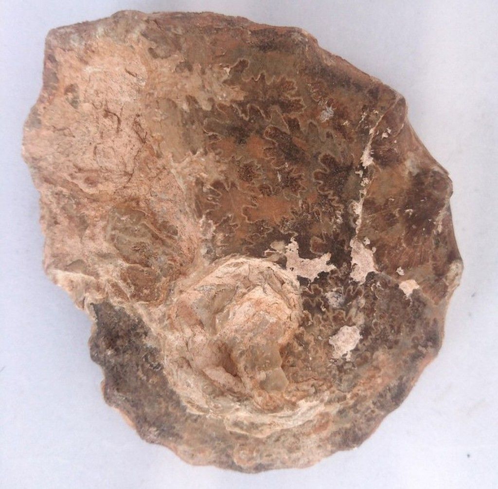 Ammonites y Nautiloideos — litosphera