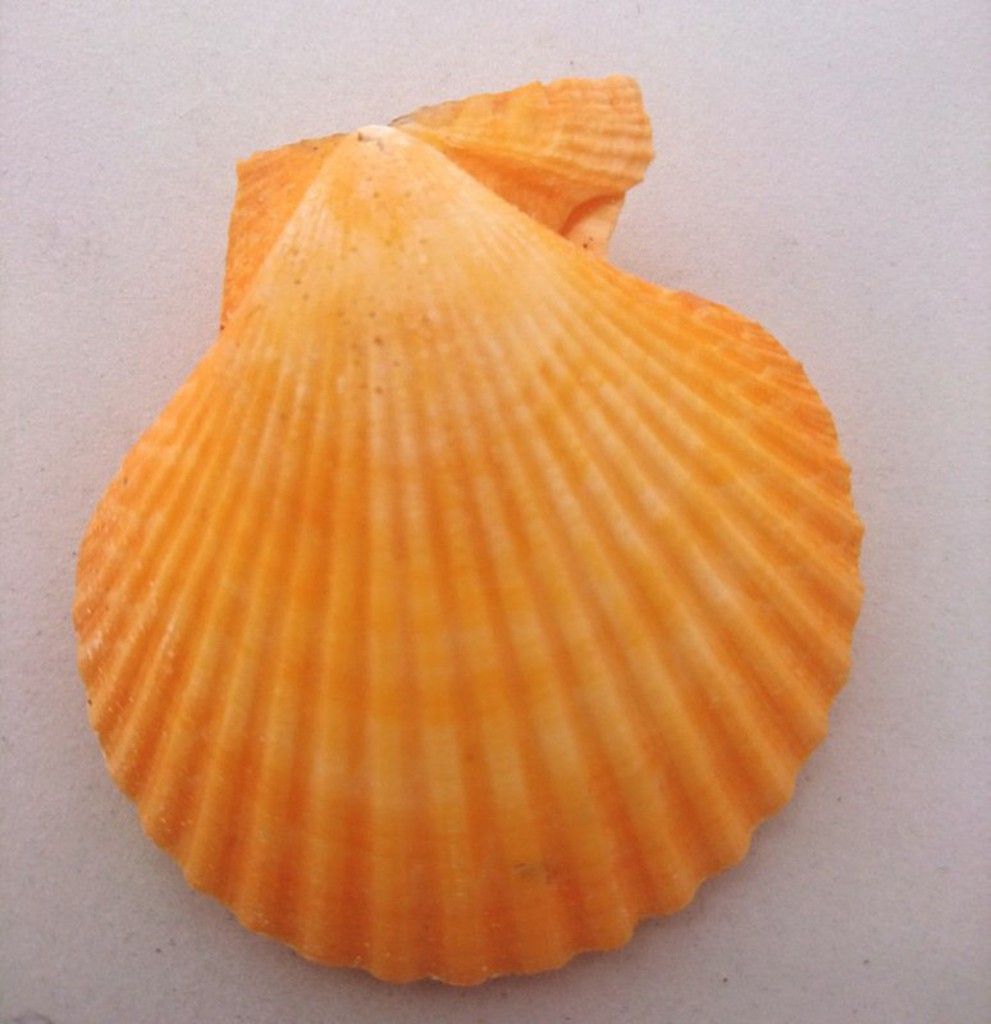 Bivalvos general A-Z — litosphera