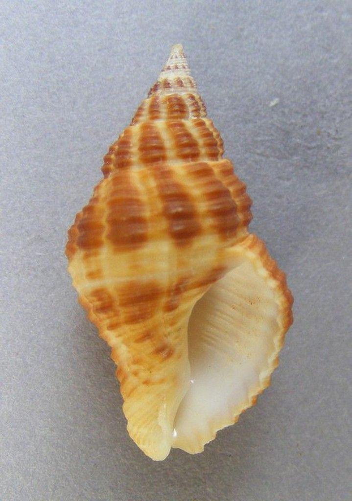 F. Buccinidae — litosphera