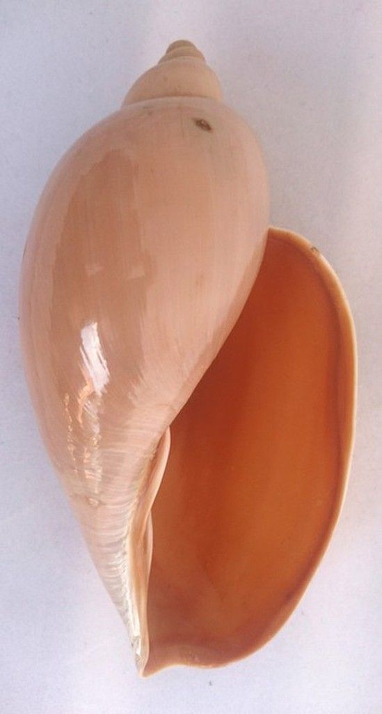 F. Marginellidae — litosphera