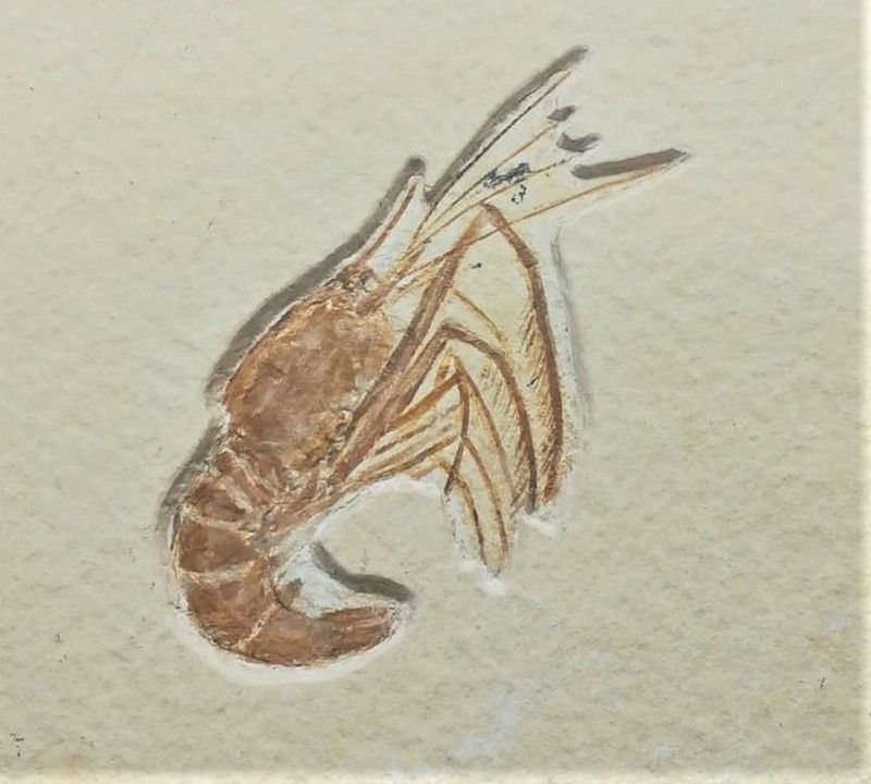 Aeger tipularius (Gamba fósil) — litosphera