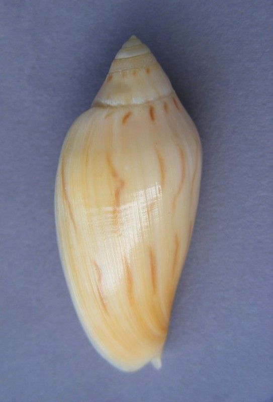 Amoria molleri. — litosphera