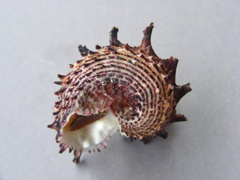 Angaria neglecta — litosphera