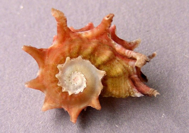 Angaria poppei — litosphera