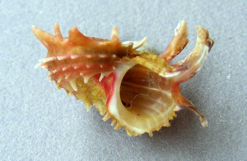 Angaria poppei — litosphera