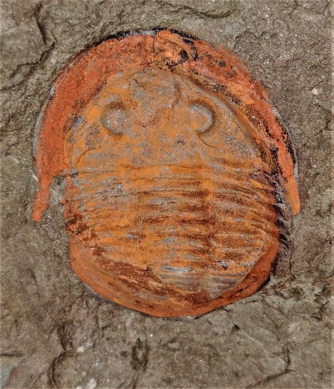 Asaphellus (individuo en matriz) — litosphera