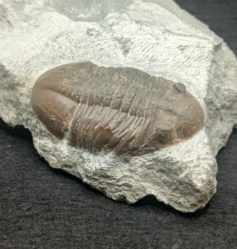 Este espécimen de Asaphus raniceps mide 60x36 mm. Tamaño de la matriz ...