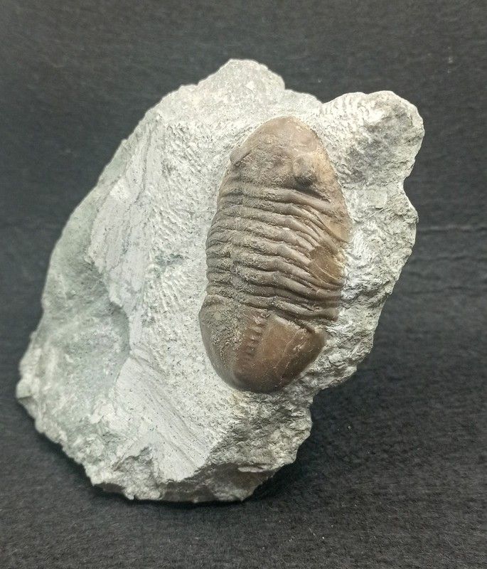 Este espécimen de Asaphus raniceps mide 60x36 mm. Tamaño de la matriz ...