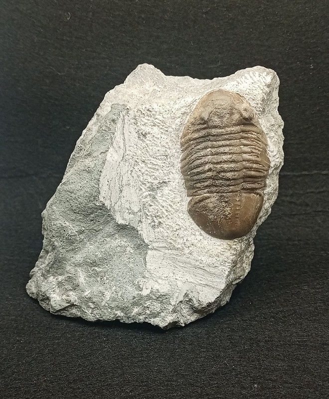 Este espécimen de Asaphus raniceps mide 60x36 mm. Tamaño de la matriz ...