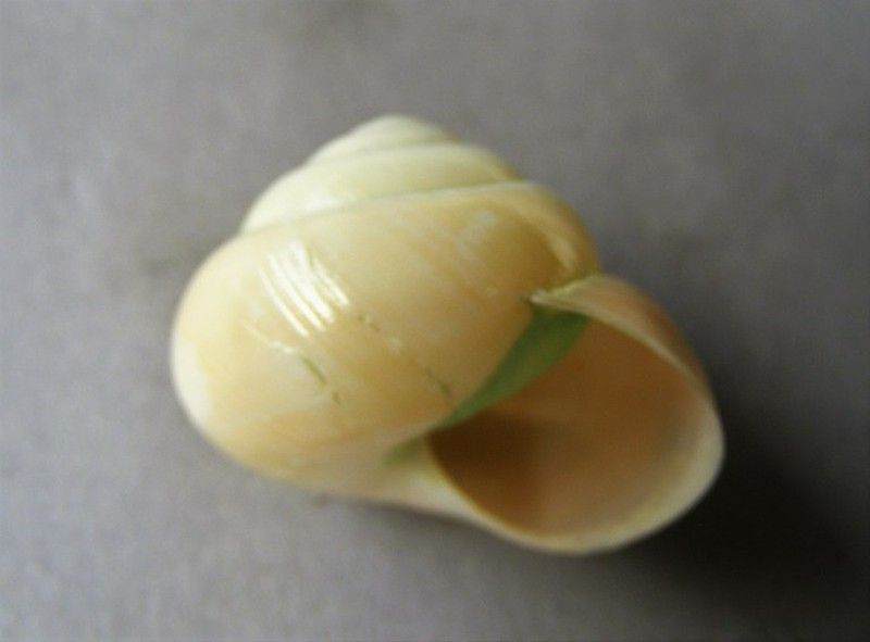 Asperitas Bimaensis Soembaensis — Litosphera