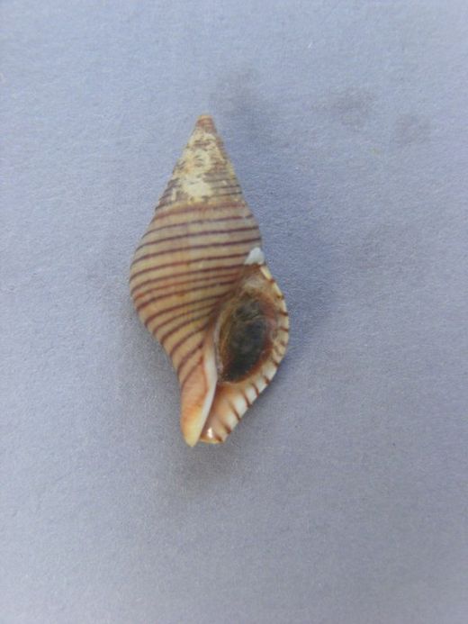 Buccinulum lineum — litosphera