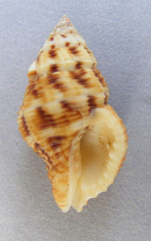 Cantharus wagneri Japón — litosphera