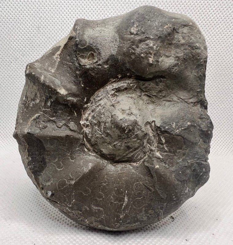 Ceratites evolutus — litosphera