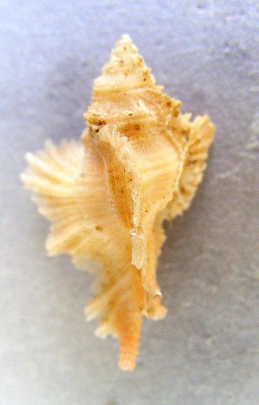 Chicoreus corrugatus — litosphera