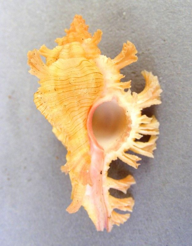 Chicoreus saulii — litosphera