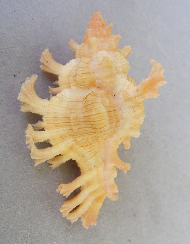 Chicoreus saulii — litosphera