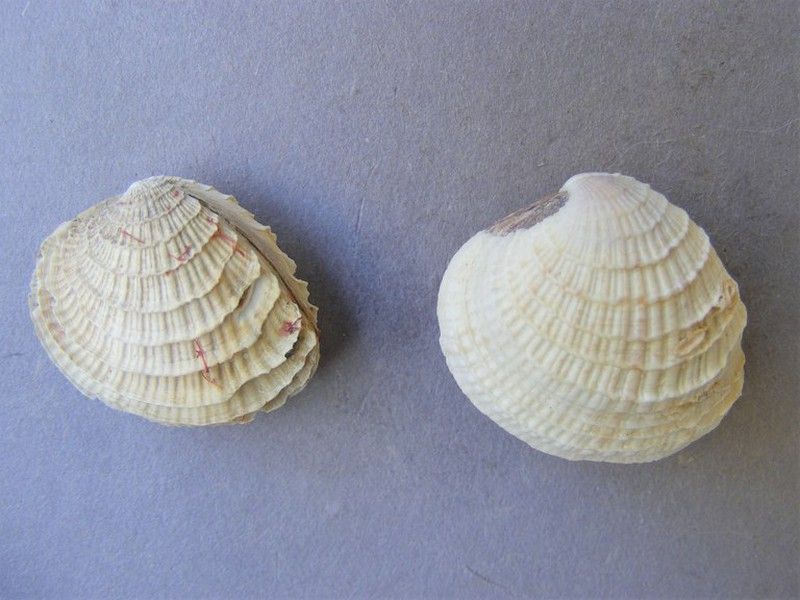 Chione cancellata — litosphera