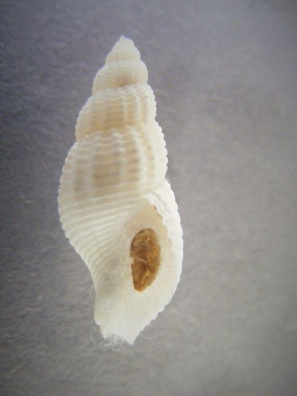 Colus hayashii — litosphera