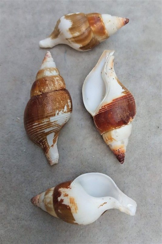 Colus jeffreysianus FISCHER 1868 — litosphera