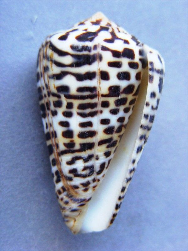 Conus eburneus polyglotta — litosphera
