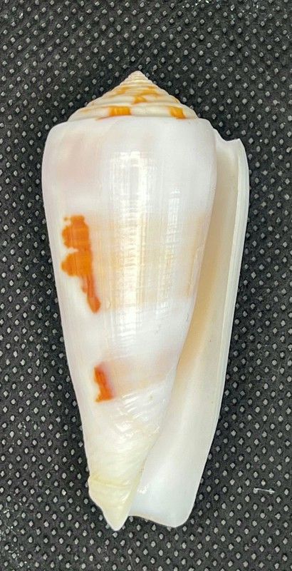 Conus Gubernator — litosphera