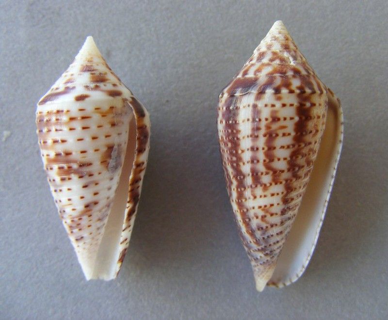 Conus mahogani — litosphera