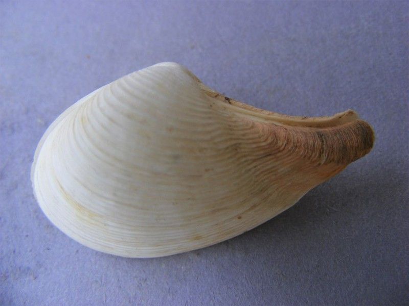 Cuspidaria nobilis — litosphera