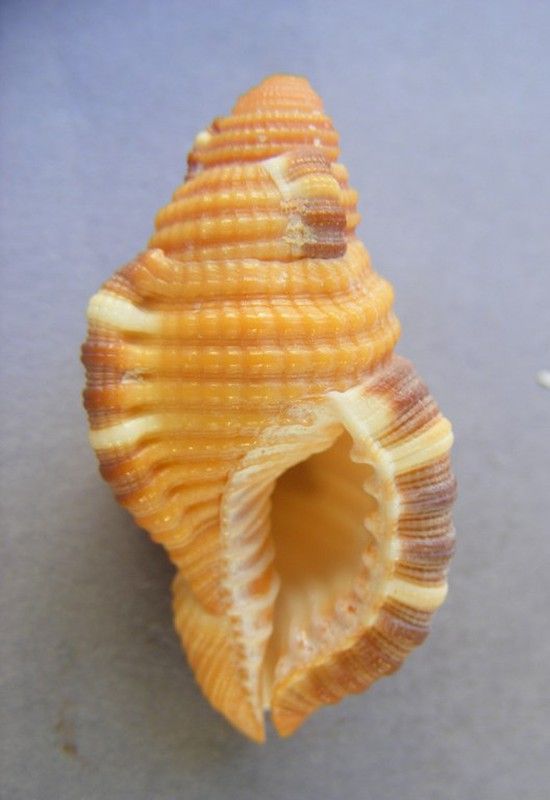 Cymatium rubeculum — litosphera