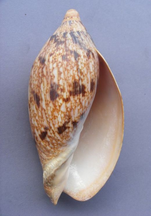 Cymbiola innexa — litosphera