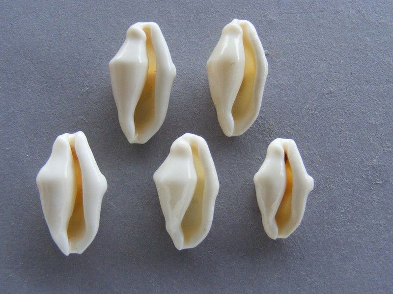 Cyphoma macumba — litosphera