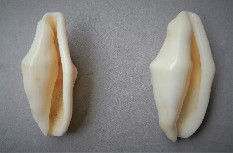 Cyphoma signata — litosphera