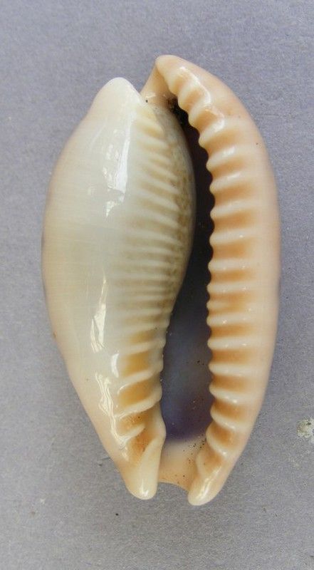 Cypraea caurica elongata — litosphera