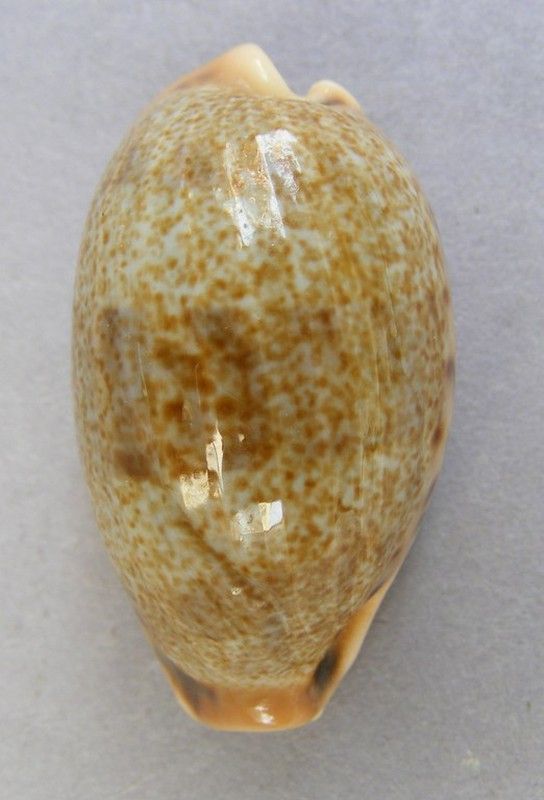 Cypraea caurica elongata — litosphera