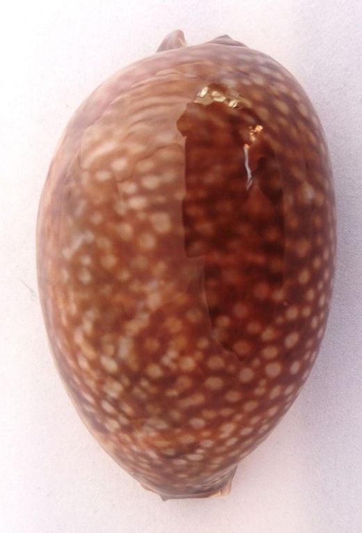 Cypraea cervus peilei — litosphera