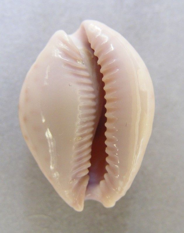 Cypraea marginalis marginalis — litosphera