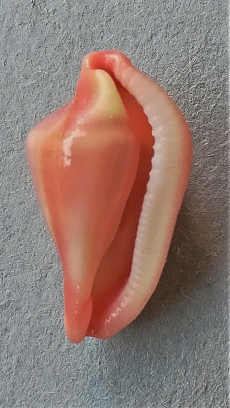 Dentiovula horai — litosphera