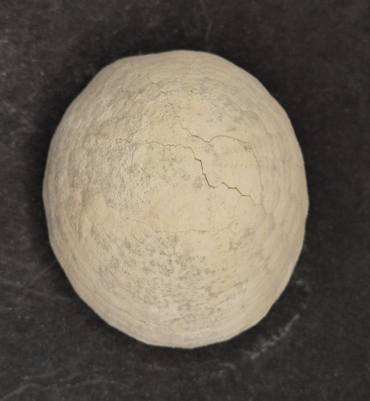 Echinocorys sulcatus (individuo completo) — litosphera
