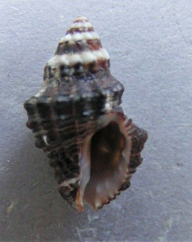 Ergalatax margariticola — litosphera