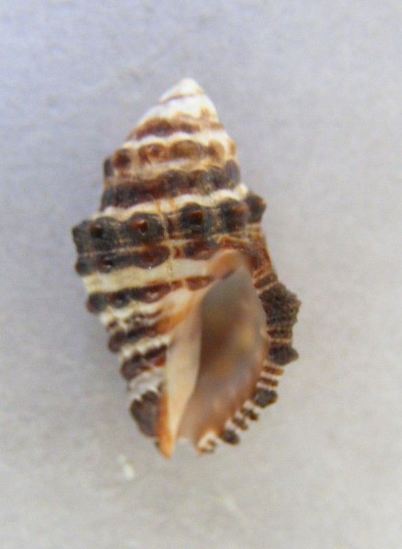 Ergalatax margariticola — litosphera