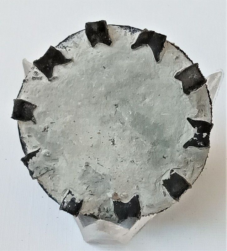 Eucalyptocrinus (crinoideo fósil) — litosphera