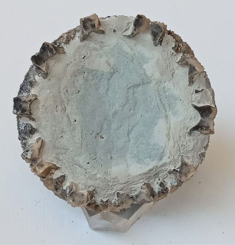 Eucalyptocrinus elrodi (fósil de crinoideo) — litosphera