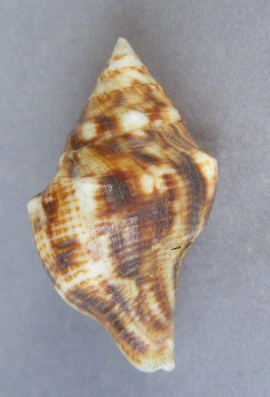 Euthria javanica — litosphera