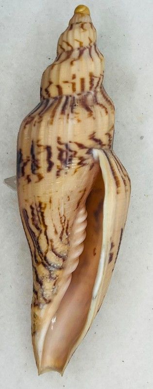 Fulgoraria hamillei — litosphera