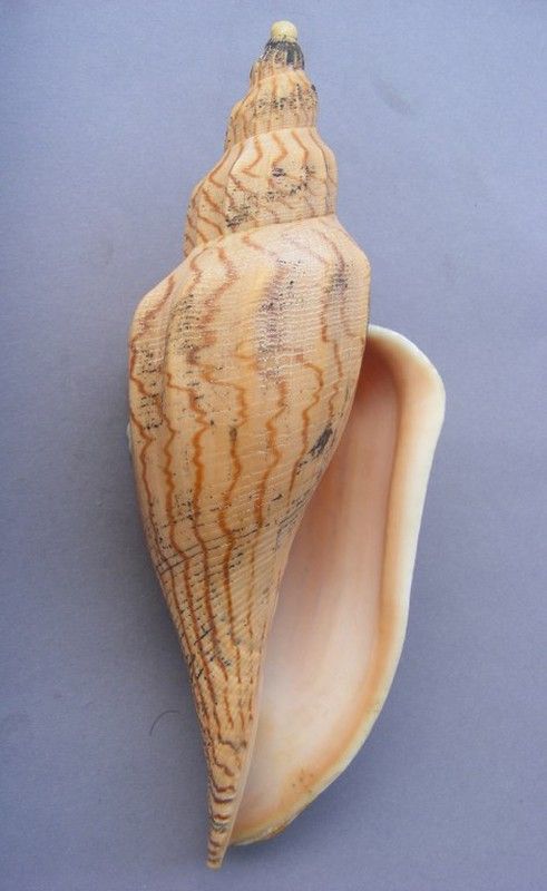 Fulgoraria ericarum Vietnam — litosphera