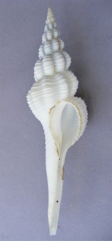 Fusinus forceps salisburyi — litosphera