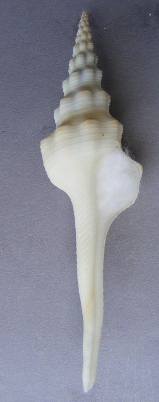 Fusinus undatus — litosphera