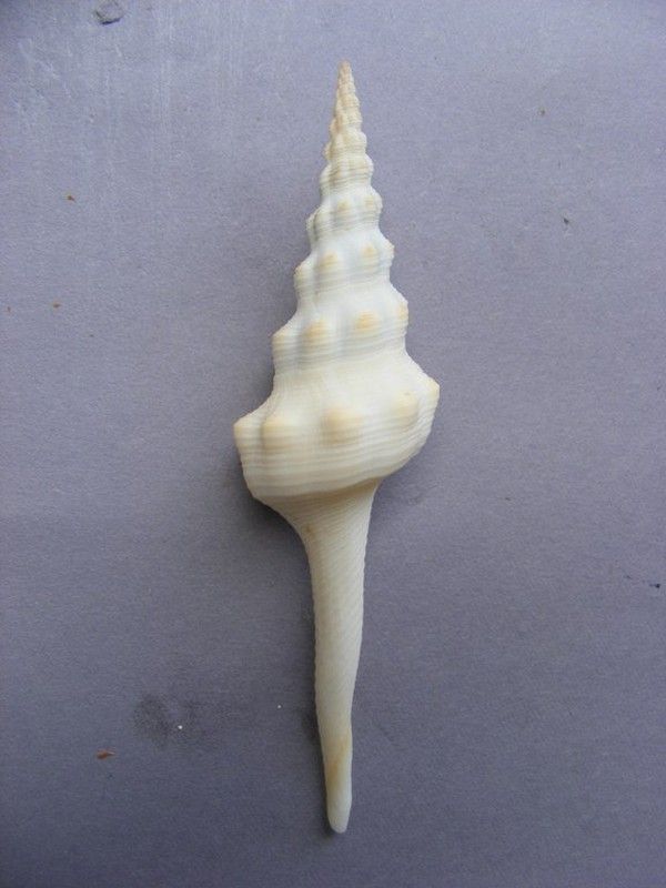 Fusinus undatus — litosphera