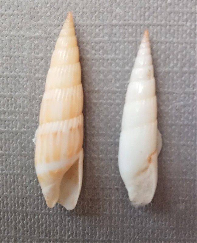 Hastula albula — litosphera