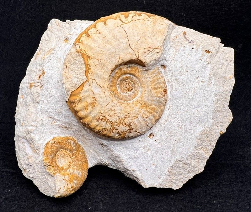 Hecticoderas baanense. Posee una buena preservación. — litosphera