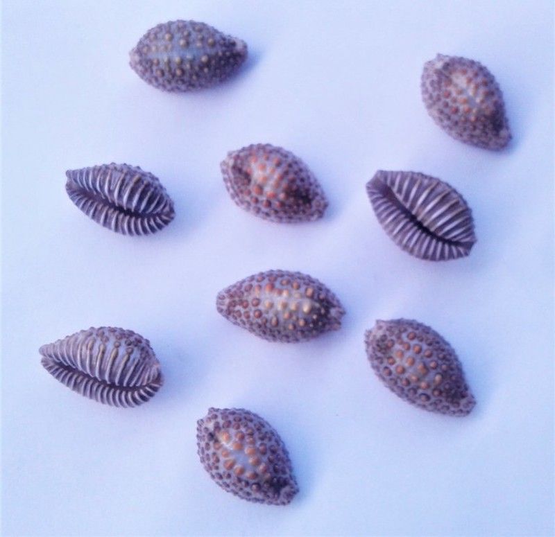 Jenneria pustulata (grande/ large) — litosphera